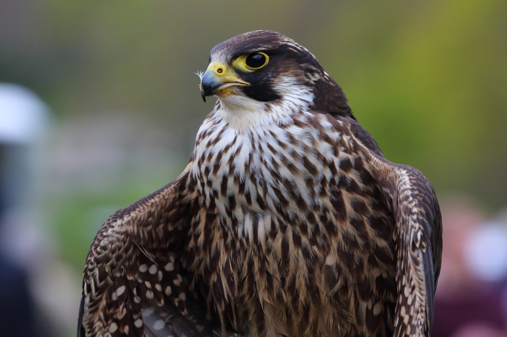 Wipe Your Beak Peregrine Falcon | Arcticterntalk.org