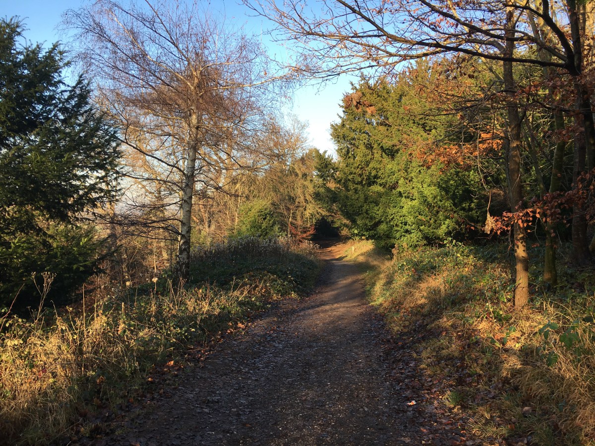 Cliveden. A great place for a walk with or without Dog | Arcticterntalk.org