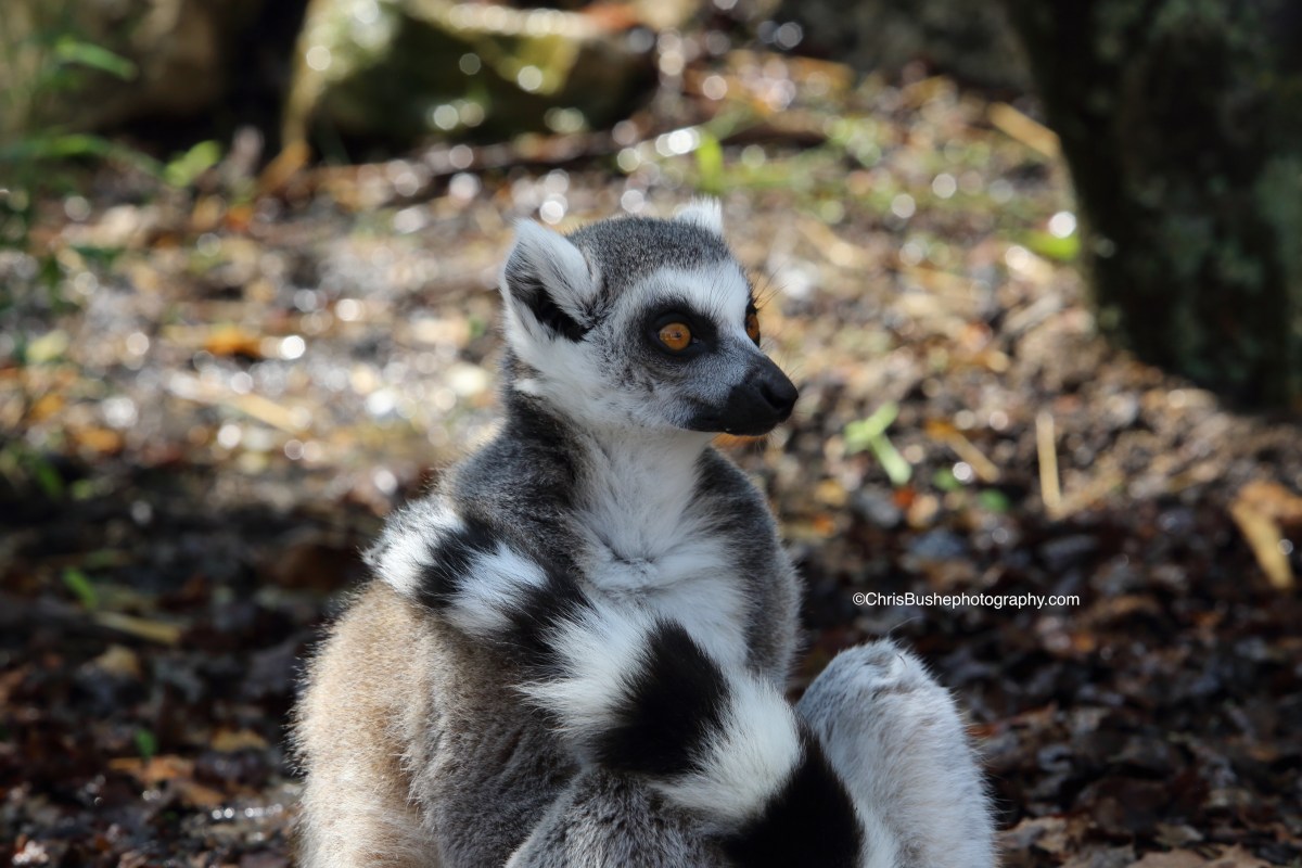 The Lemurs of The Lemur Loop At Marwell Zoo | Arcticterntalk.org