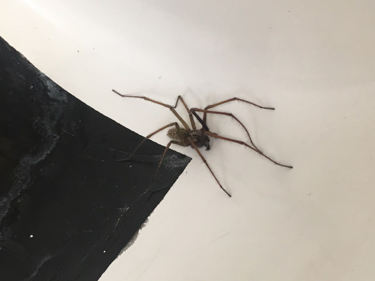 Spider-Man visits Brentford urinals | Arcticterntalk.org